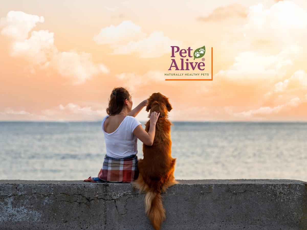 6 Benefits of Pet Adoption - Pet Alive